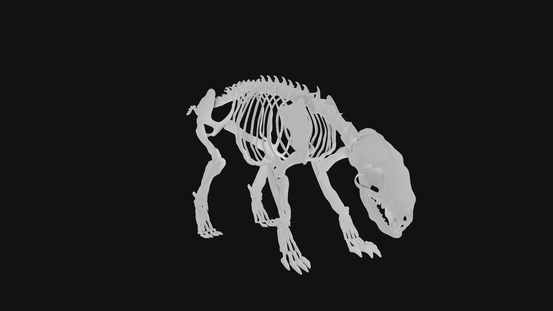 Badger skeleton 3D model | CGTrader