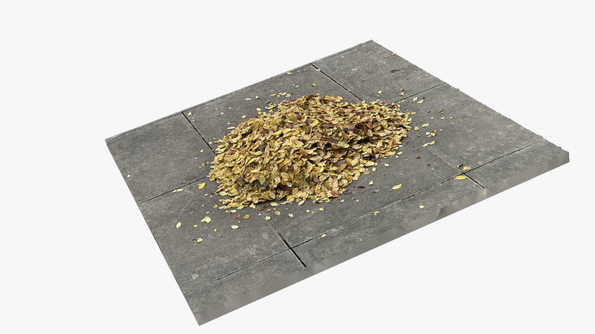 Leaves on the ground 3d scan 3D model | CGTrader