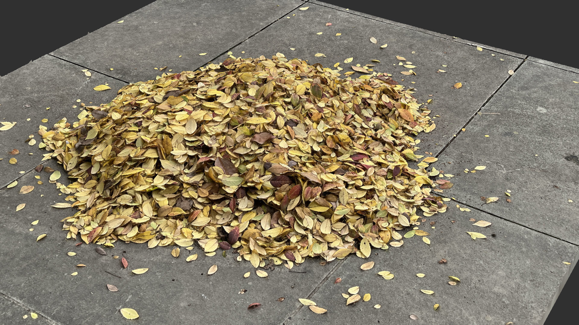 Leaves on the ground 3d scan 3D model | CGTrader