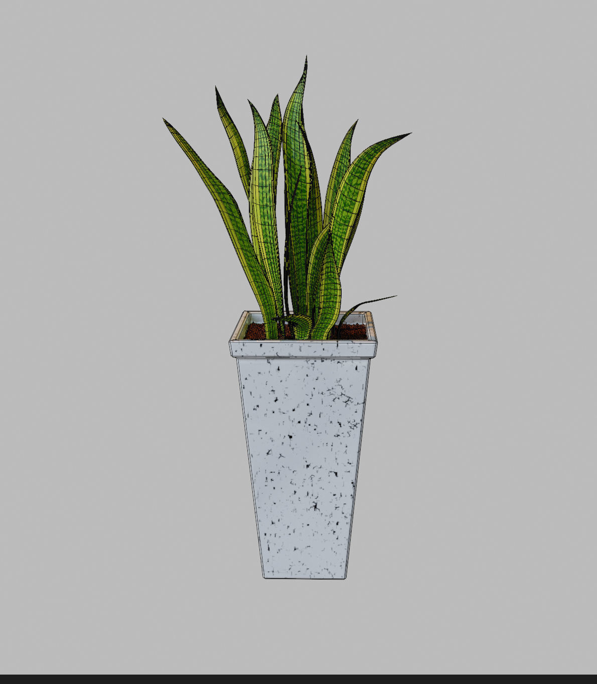 Snake Plant 3D model | CGTrader