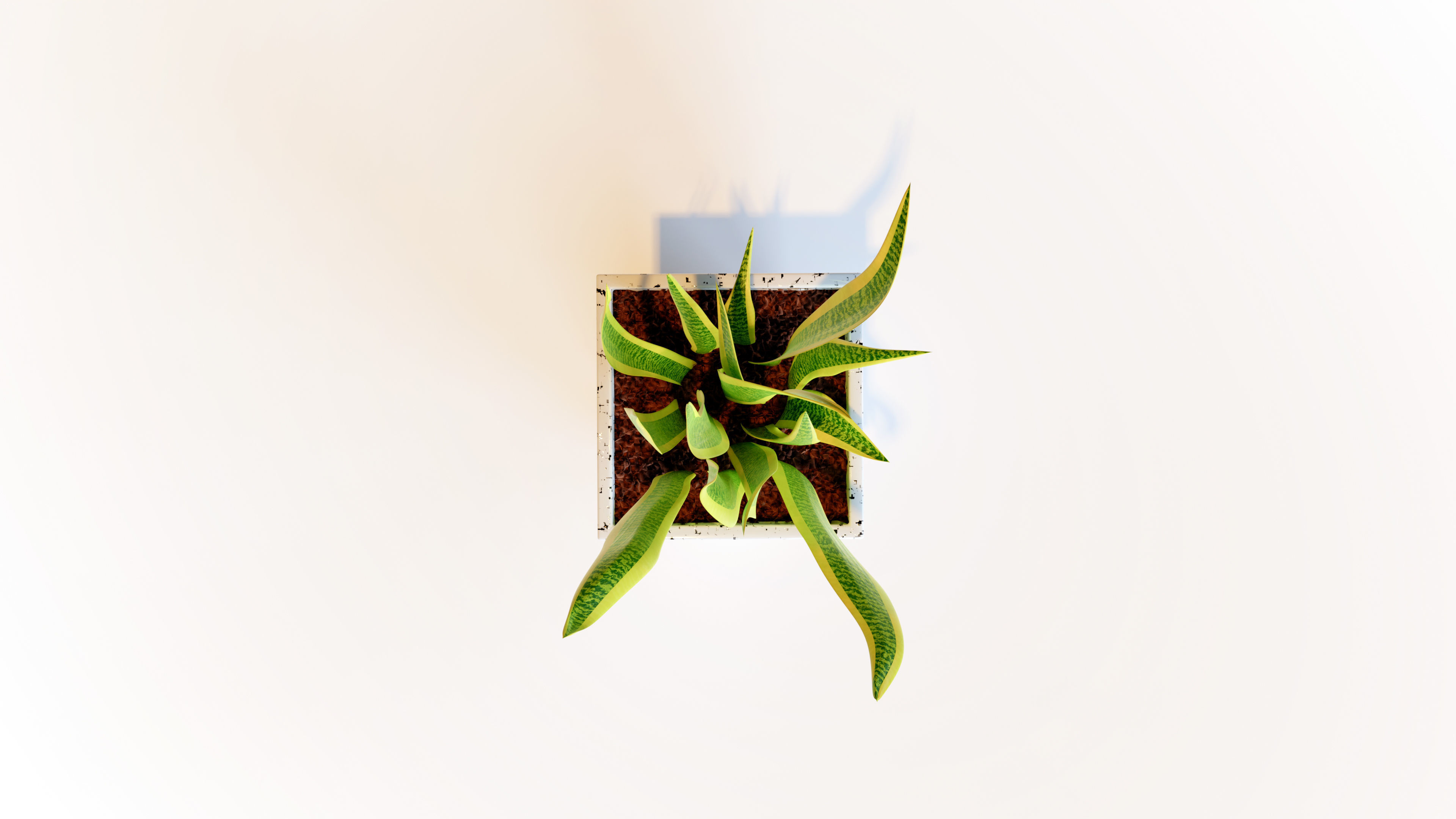 Snake Plant 3D model | CGTrader