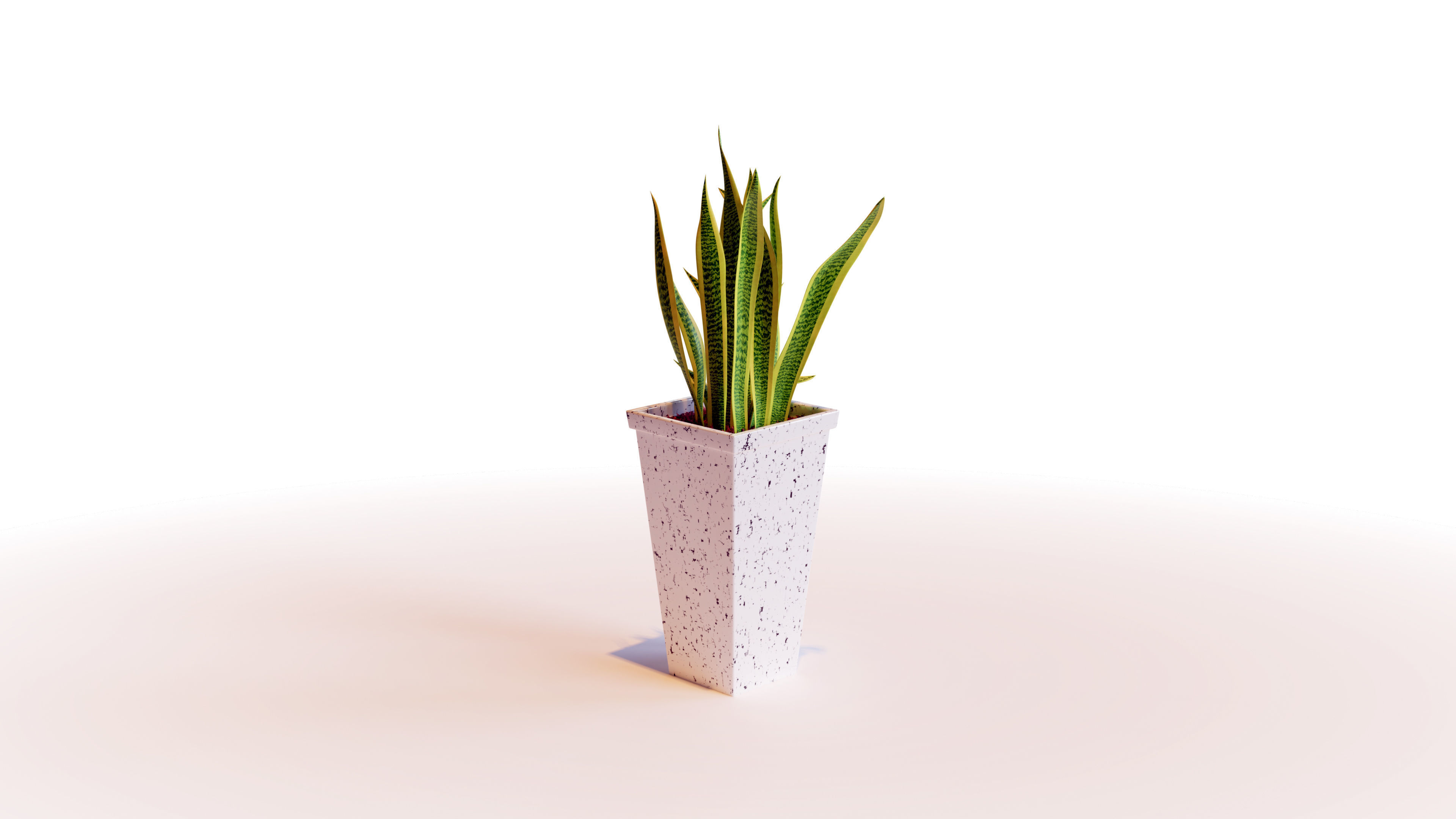 Snake Plant 3D model | CGTrader