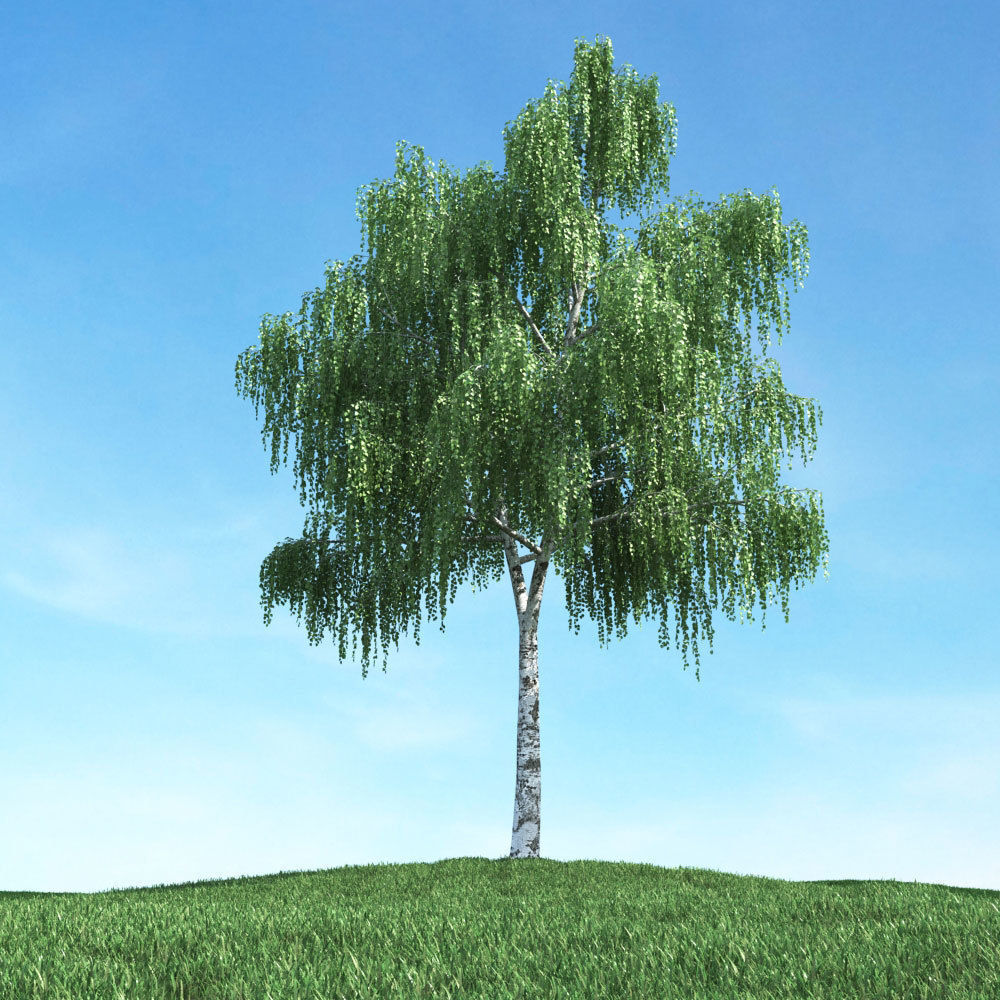 Archmodels vol 106 - Realistic Tress Collection 3D model | CGTrader