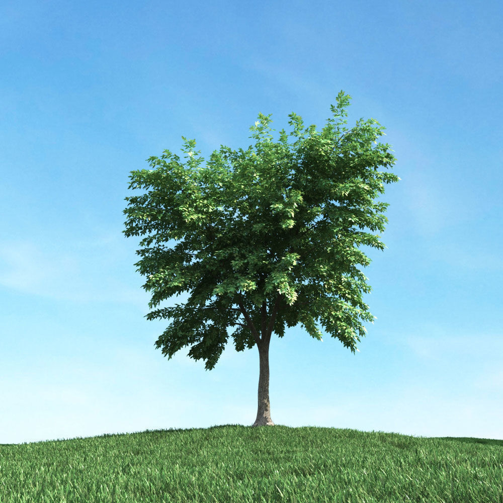 Archmodels vol 106 - Realistic Tress Collection 3D model | CGTrader