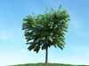 Archmodels vol 106 - Realistic Tress Collection 3D model | CGTrader