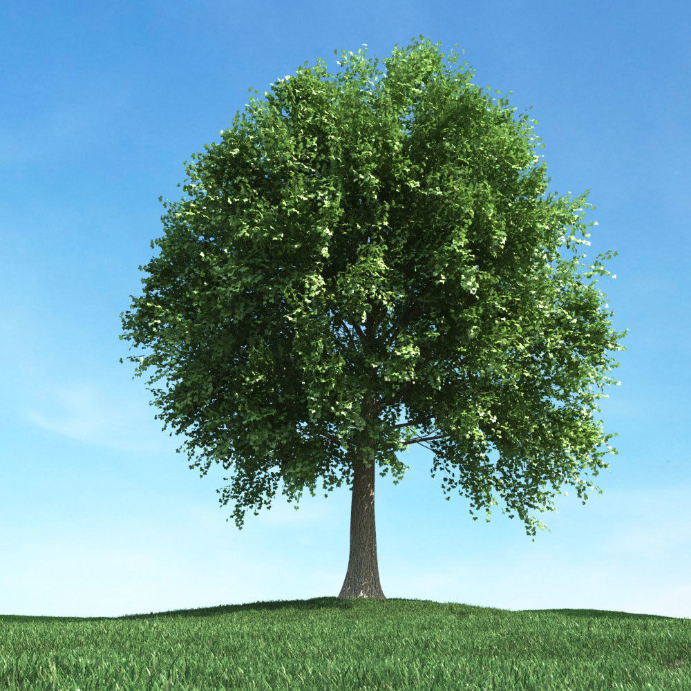 Archmodels vol 106 - Realistic Tress Collection 3D model | CGTrader