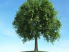 Archmodels vol 106 - Realistic Tress Collection 3D model | CGTrader