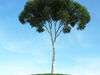Archmodels vol 106 - Realistic Tress Collection 3D model | CGTrader