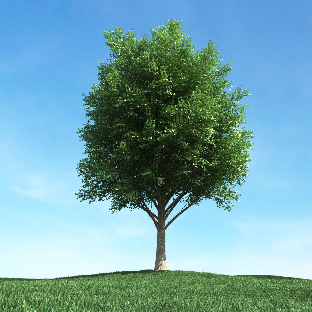 Archmodels vol 106 - Realistic Tress Collection 3D model | CGTrader