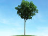 Archmodels vol 106 - Realistic Tress Collection 3D model | CGTrader