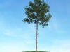 Archmodels vol 106 - Realistic Tress Collection 3D model | CGTrader