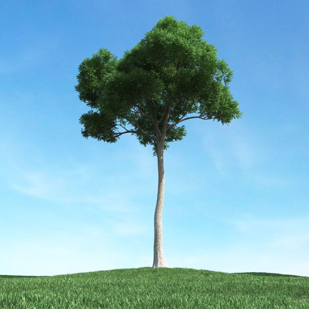 Archmodels vol 106 - Realistic Tress Collection 3D model | CGTrader