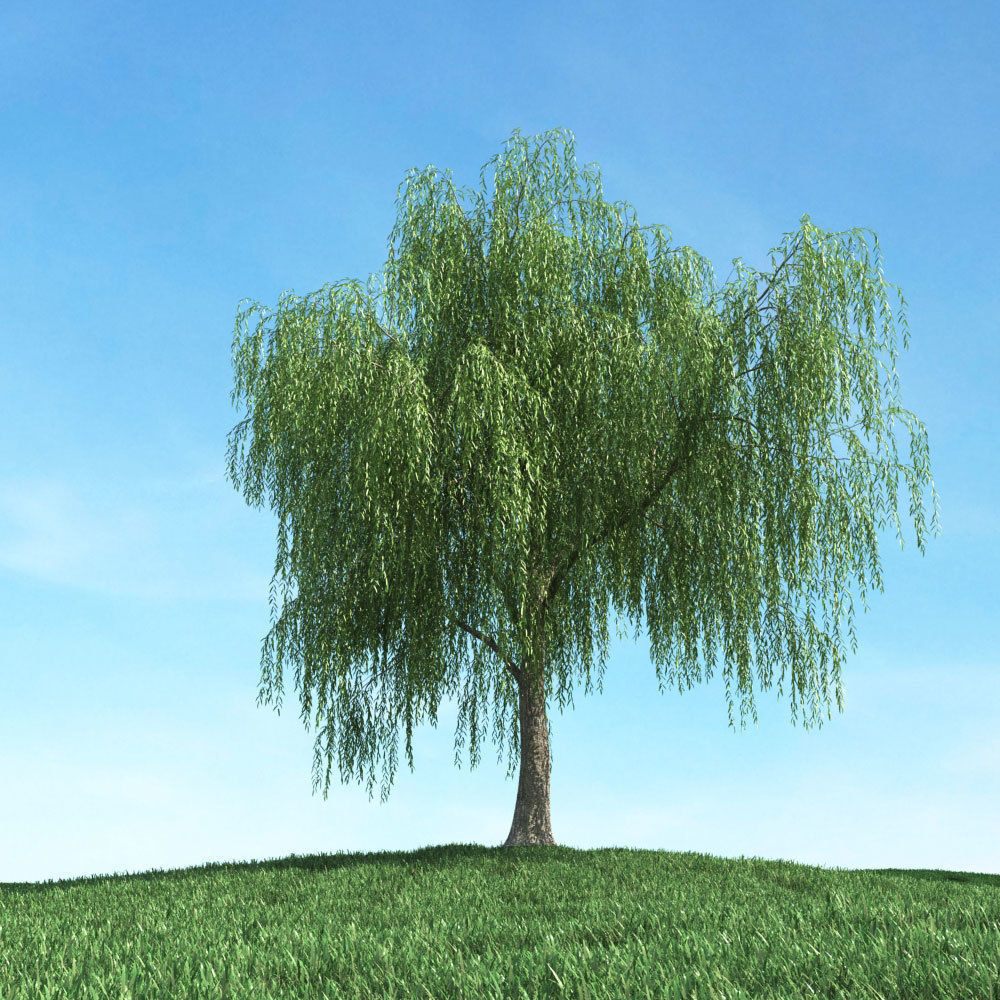 Archmodels vol 106 - Realistic Tress Collection 3D model | CGTrader