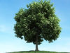 Archmodels vol 106 - Realistic Tress Collection 3D model | CGTrader