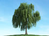 Archmodels vol 106 - Realistic Tress Collection 3D model | CGTrader