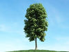 Archmodels vol 106 - Realistic Tress Collection 3D model | CGTrader