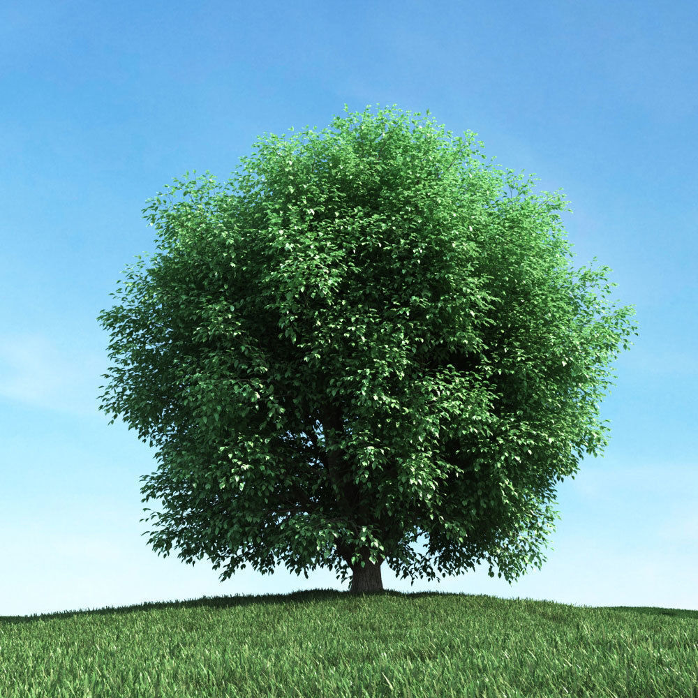 Archmodels vol 106 - Realistic Tress Collection 3D model | CGTrader