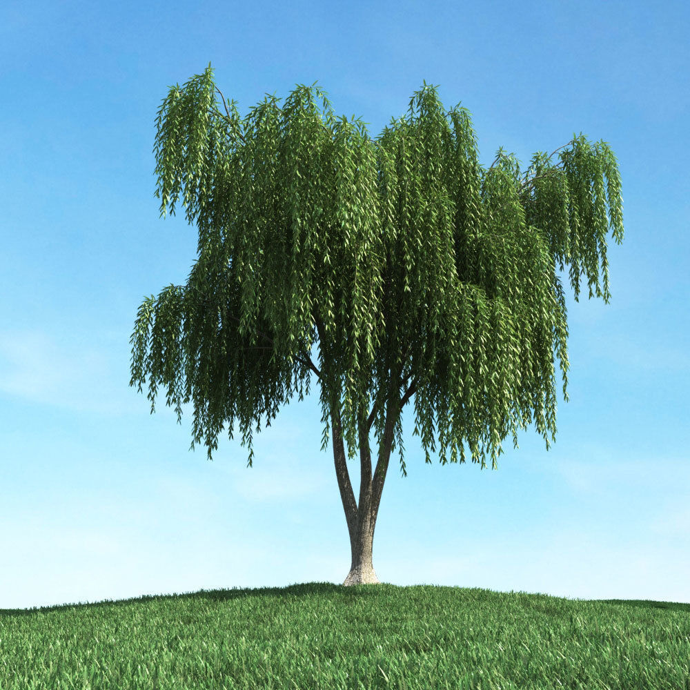 Archmodels vol 106 - Realistic Tress Collection 3D model | CGTrader