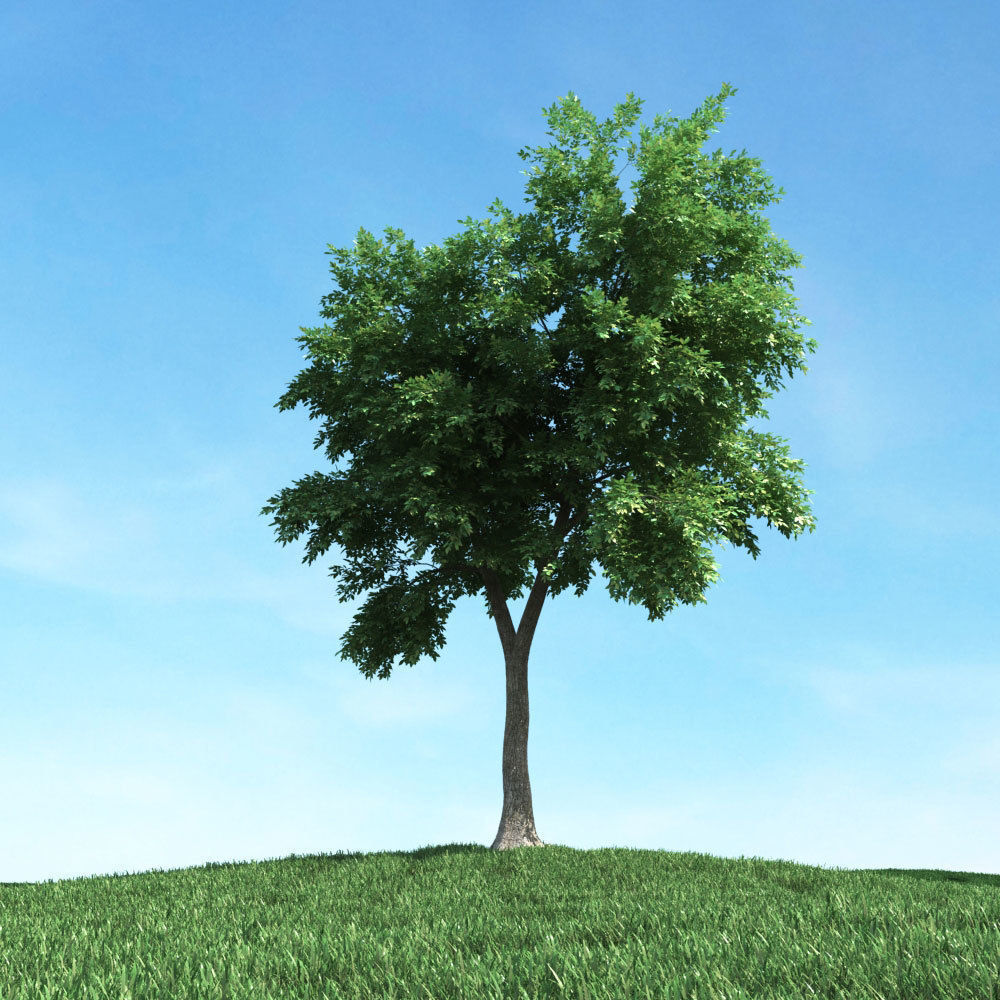 Archmodels vol 106 - Realistic Tress Collection 3D model | CGTrader