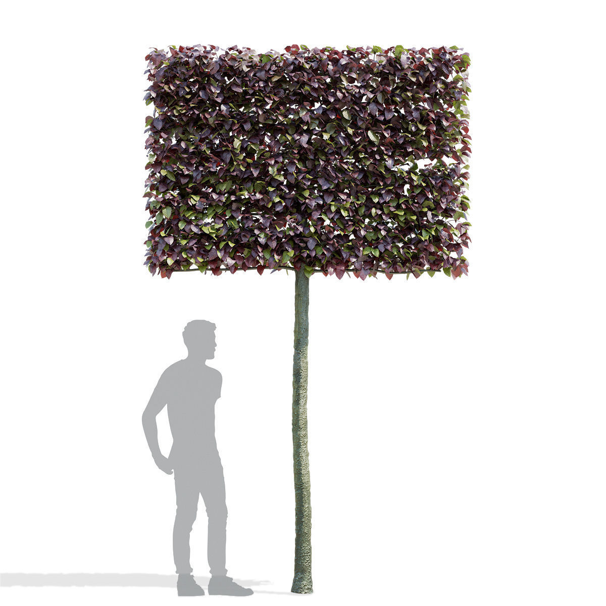 Fagus sylvatica purpurea pleached 3D model | CGTrader