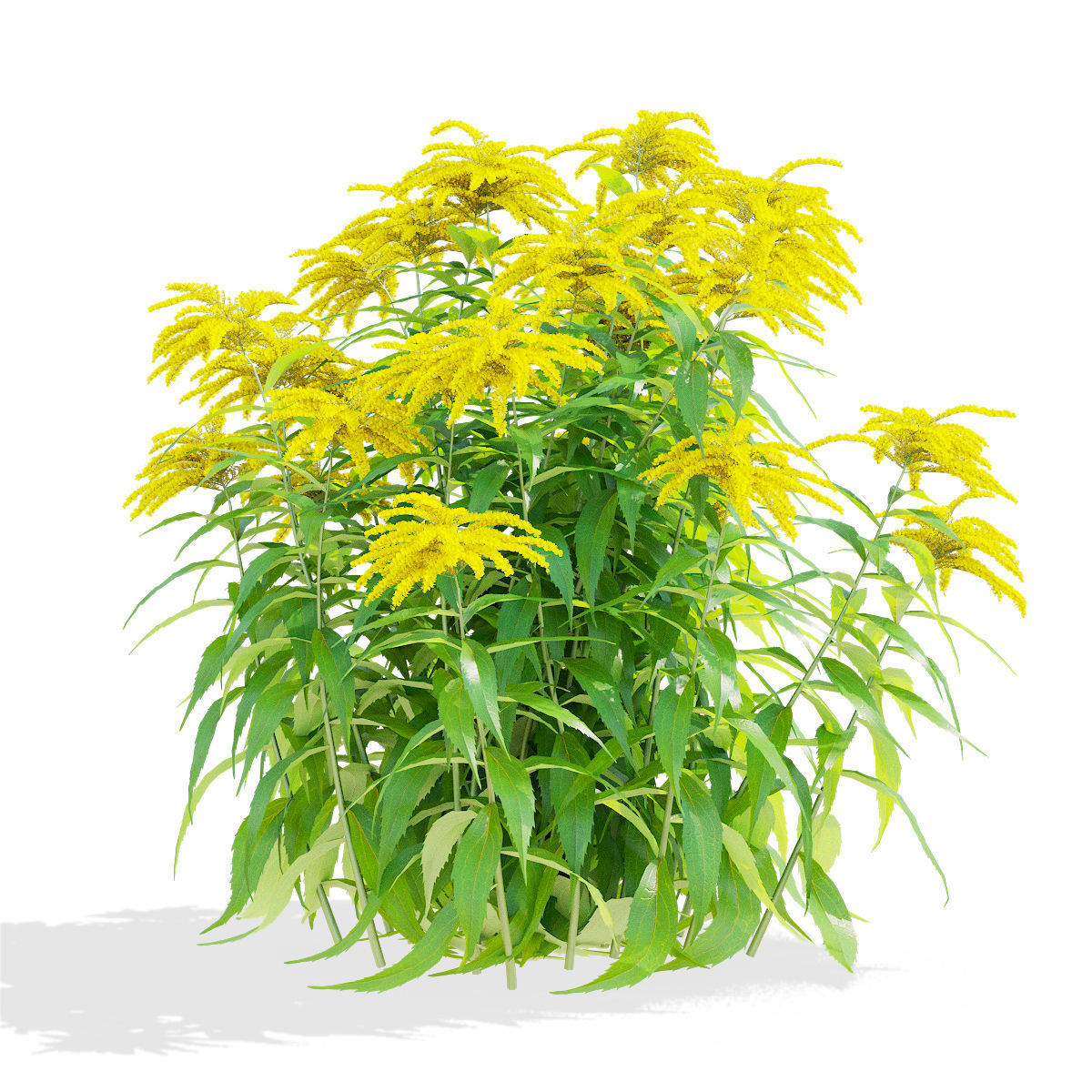 Solidago flower 3D model | CGTrader