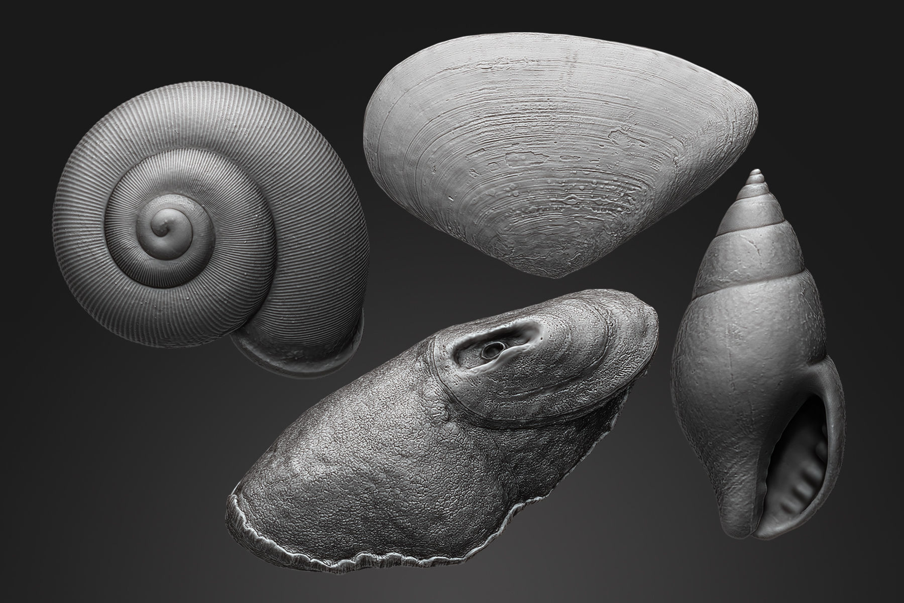 Seashells Vol 2 High-poly 3D model 3D model 3D printable | CGTrader