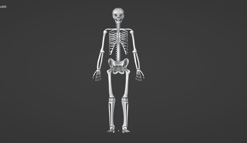 HUMAN skeleton 3D model | CGTrader