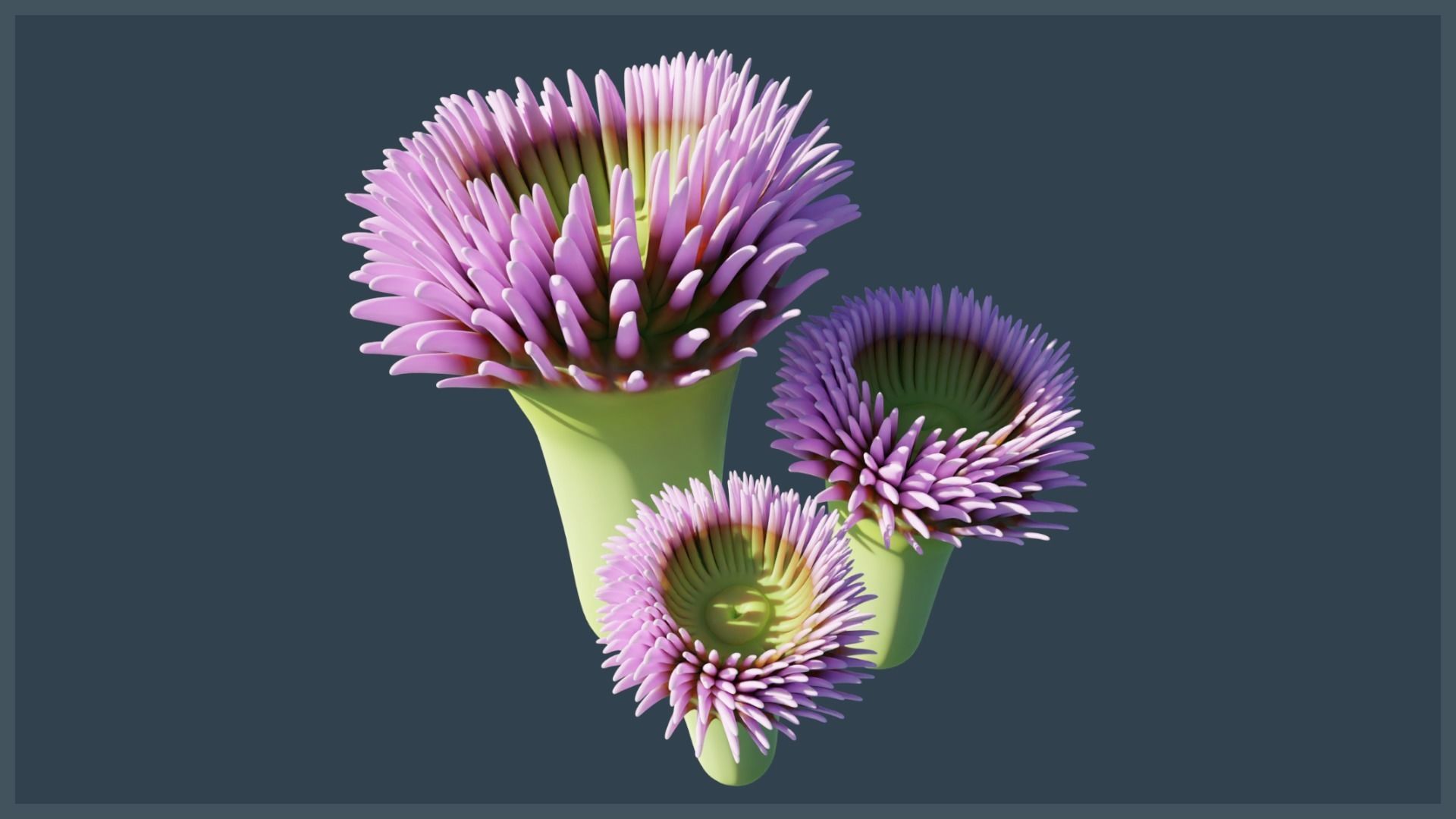 3D model Lowpoly Anemones Pack VR / AR / low-poly | CGTrader