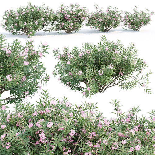 Oleander collection vol 166 3D model | CGTrader