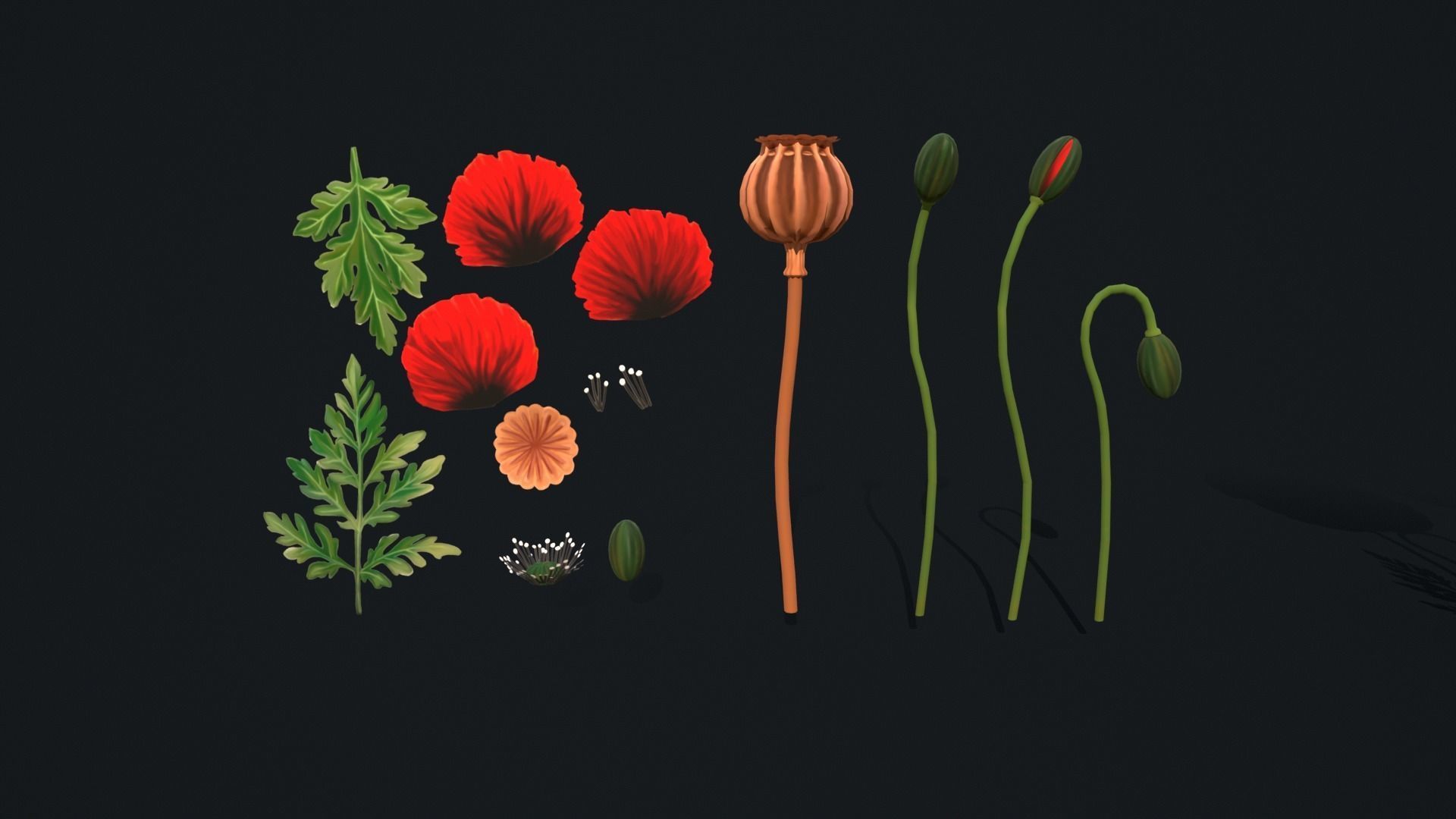 3D model Stylized handpainted Poppy VR / AR / low-poly | CGTrader