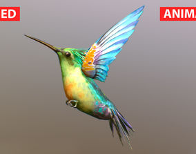 Hummingbird 3D Models | CGTrader