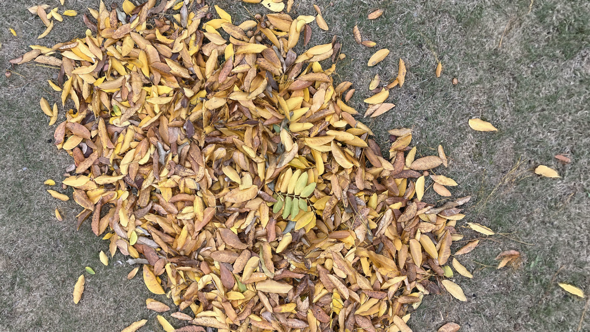 Leaves on the ground 3d scan 3D model | CGTrader
