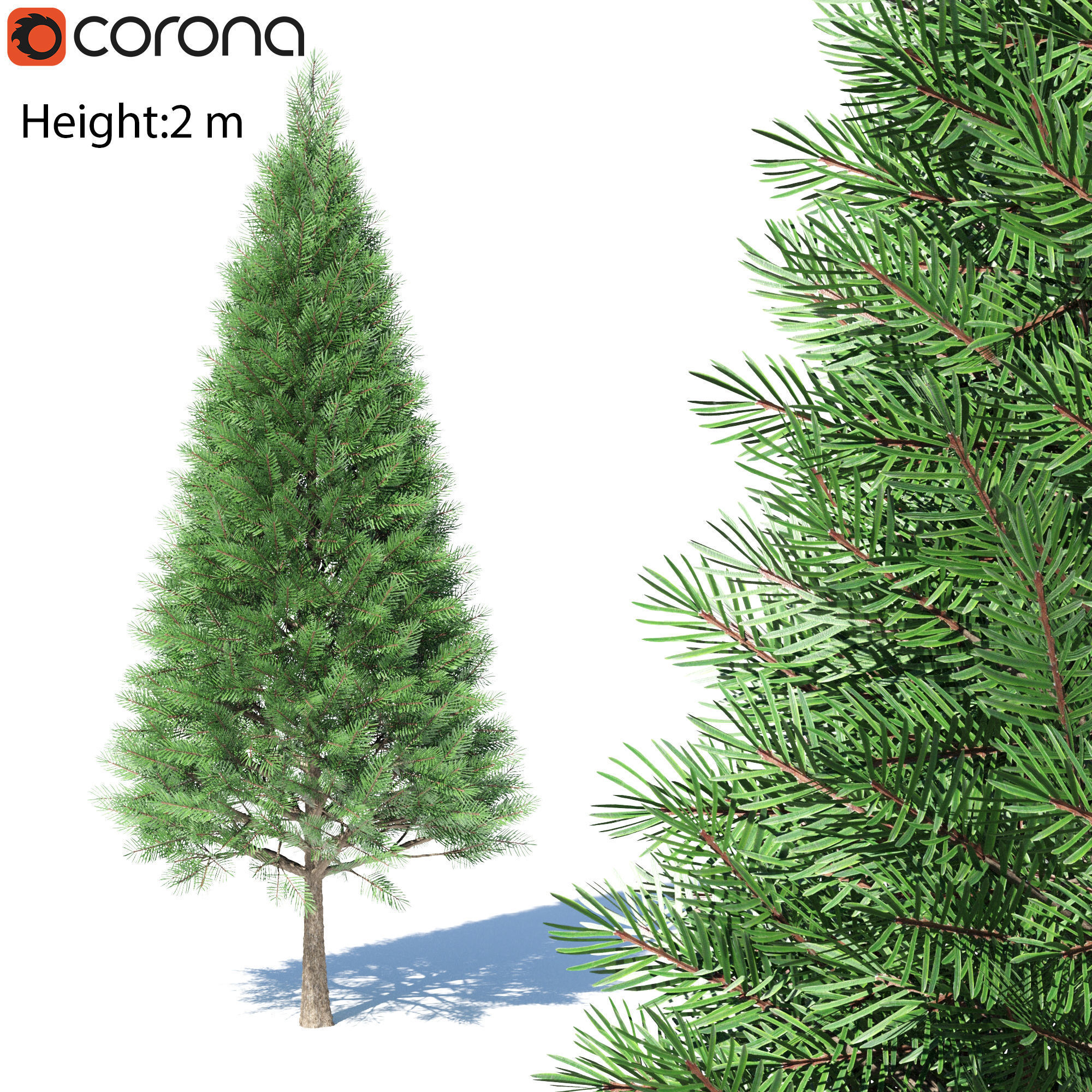 Name Tree Balsam fir 3D model | CGTrader