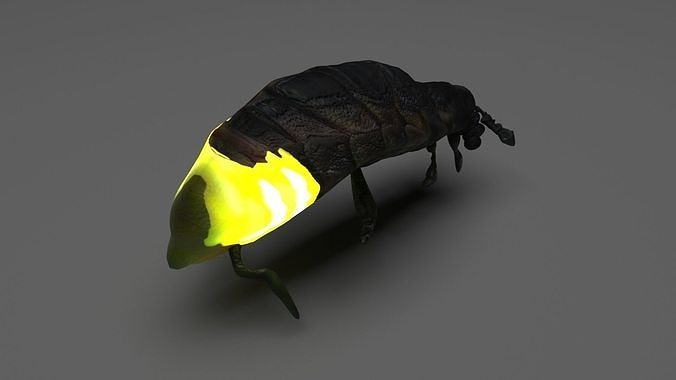 Glow Worm 3D model | CGTrader