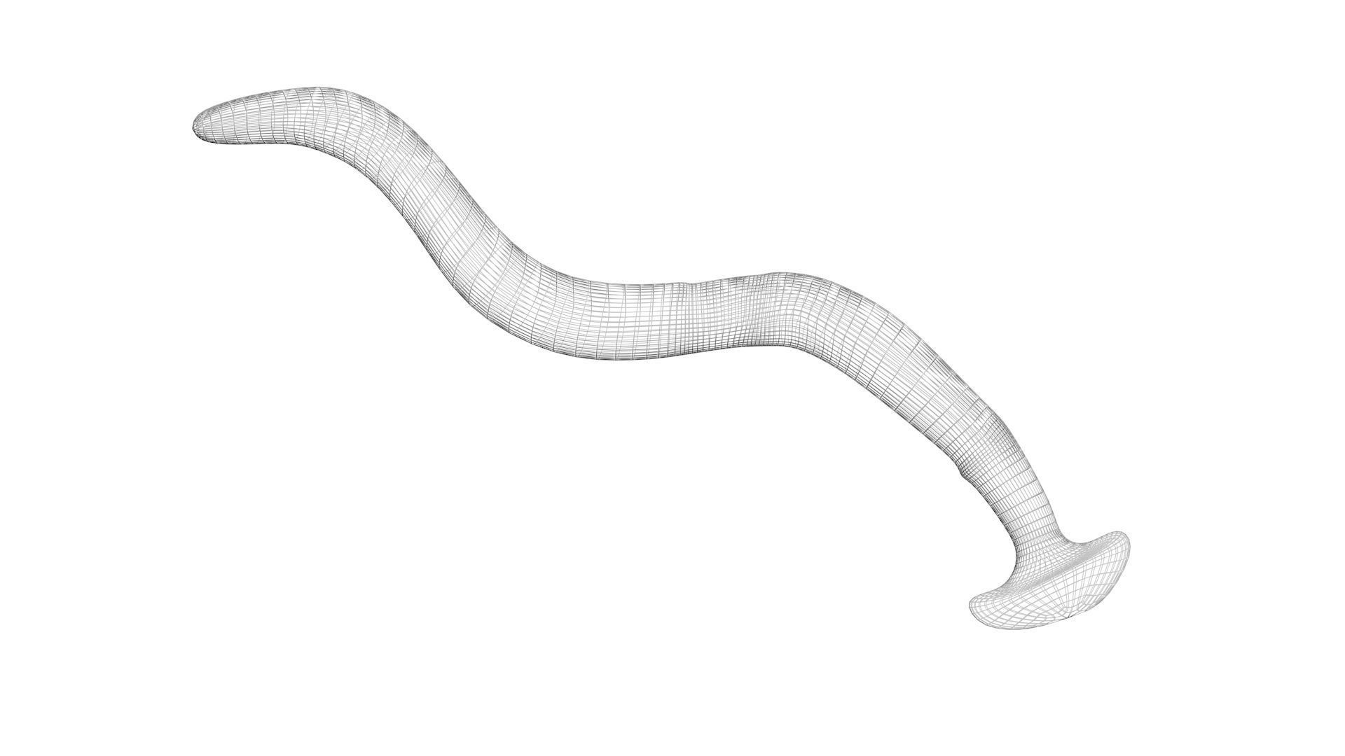 Hammerhead Worm Drawing at Brian Bauer blog