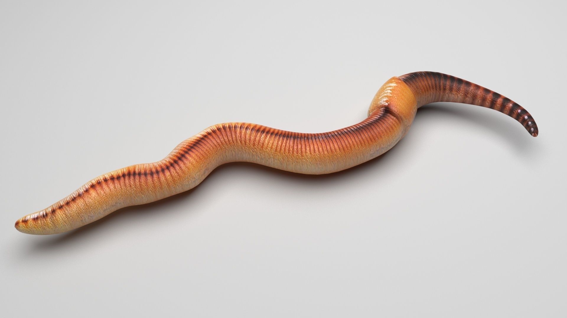 Worms Set 3D model | CGTrader
