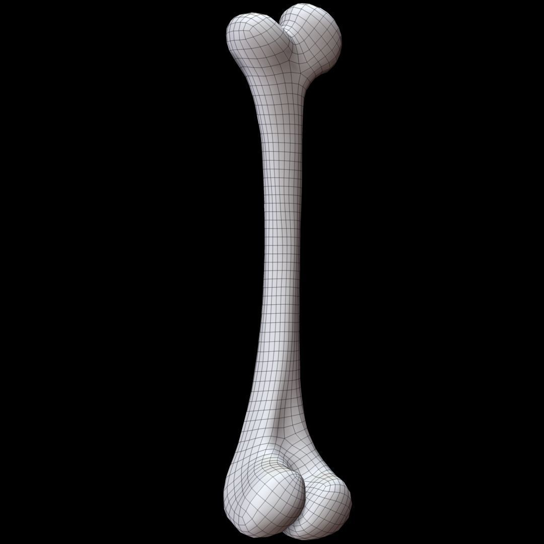 Bone skeleton 3D model | CGTrader