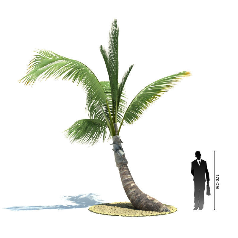 Archmodels vol 85 - Tropical Trees Collection 3D model | CGTrader