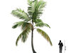 Archmodels vol 85 - Tropical Trees Collection 3D model | CGTrader