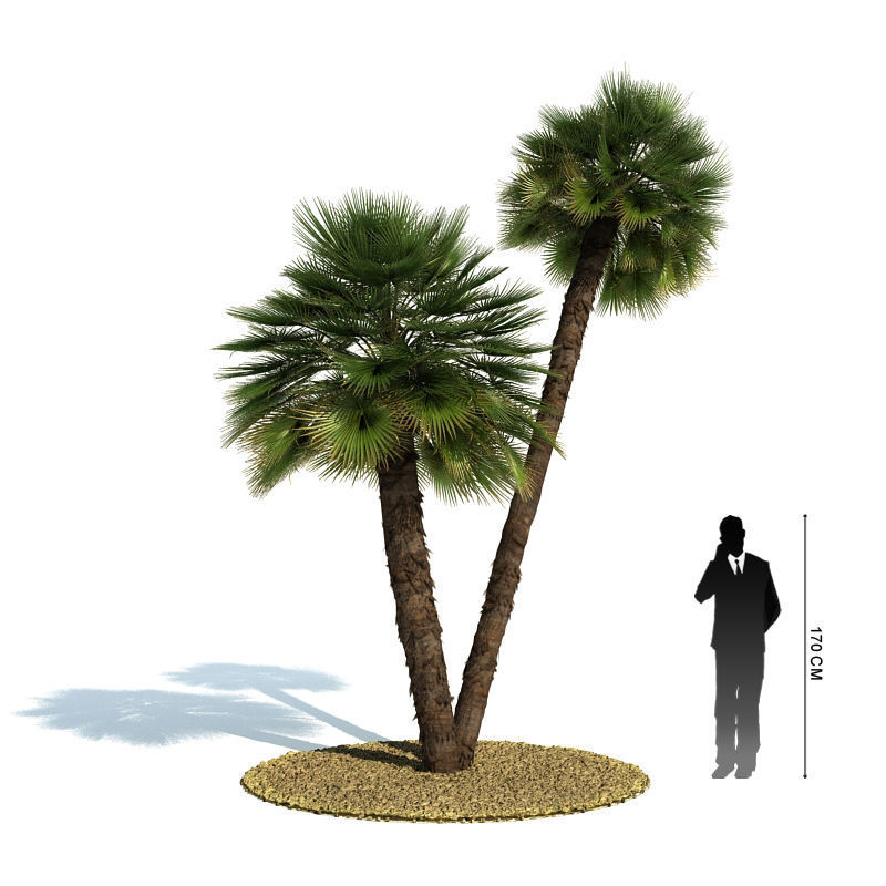 Archmodels vol 85 - Tropical Trees Collection 3D model | CGTrader