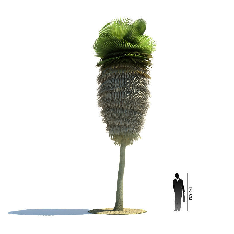 Archmodels vol 85 - Tropical Trees Collection 3D model | CGTrader