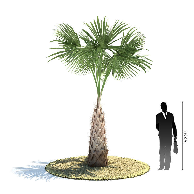 Archmodels vol 85 - Tropical Trees Collection 3D model | CGTrader
