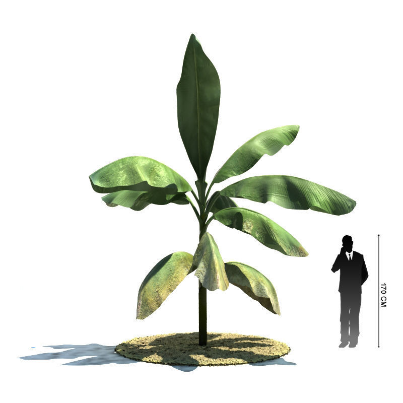 Archmodels vol 85 - Tropical Trees Collection 3D model | CGTrader