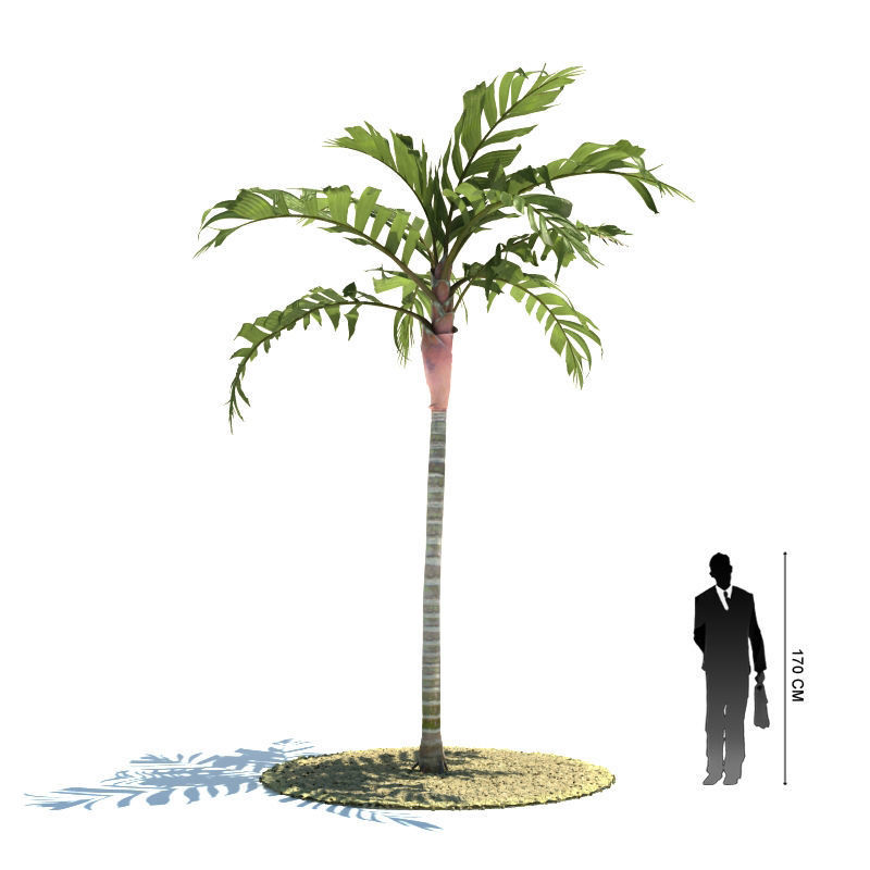 Archmodels vol 85 - Tropical Trees Collection 3D model | CGTrader