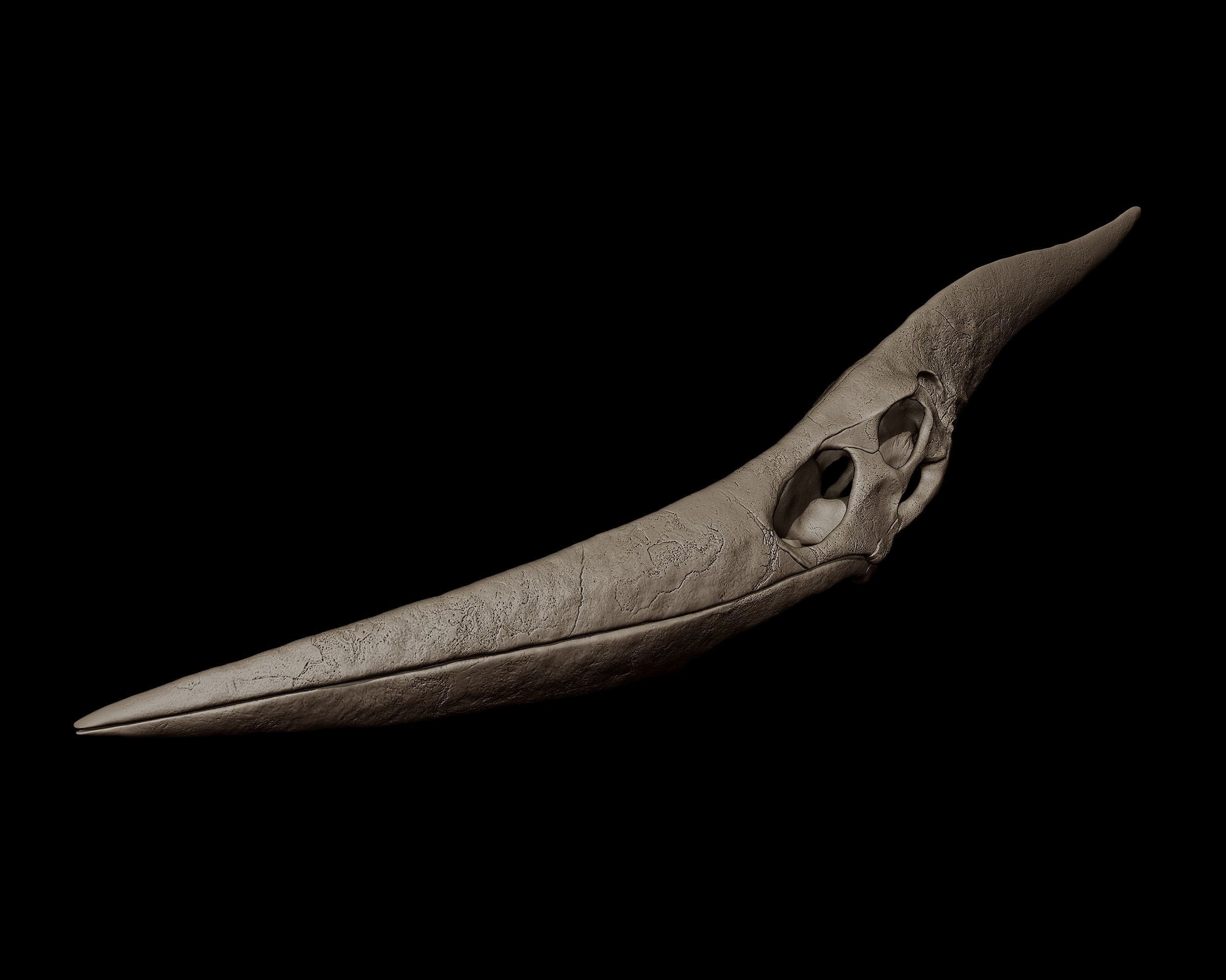 Pteranodon Skull 3d Print Model 3D model 3D printable | CGTrader