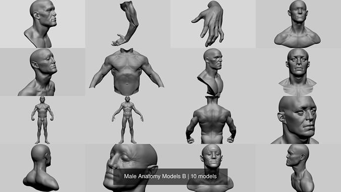 Male Anatomy Models B 3D Model Collection | CGTrader