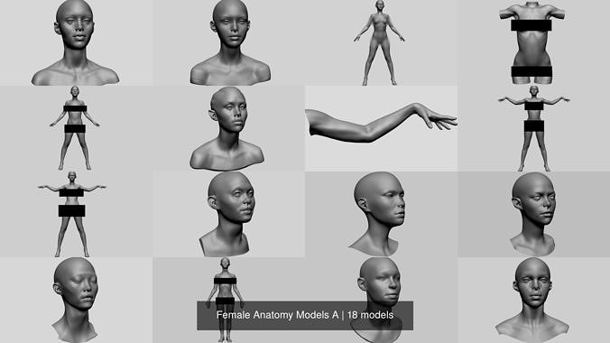 Female Anatomy Models A 3D Model Collection | CGTrader