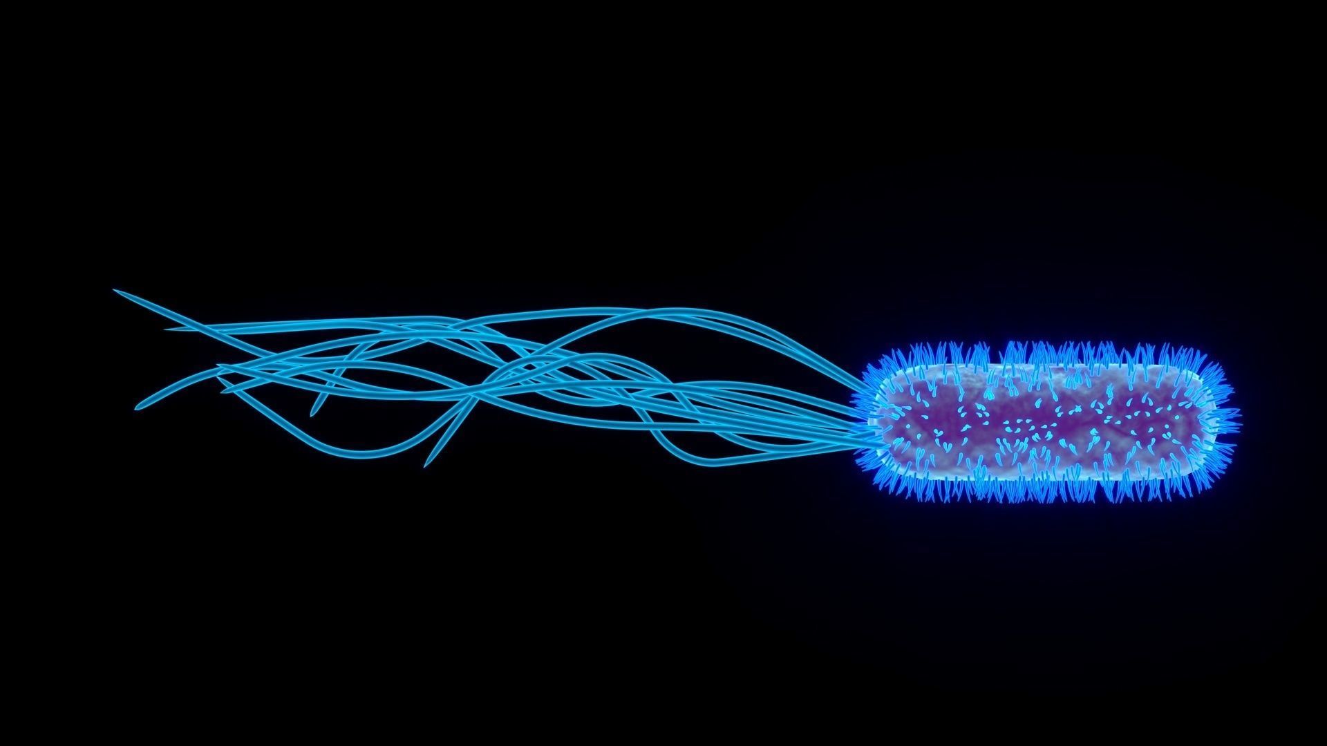 Bacteria 3D model | CGTrader