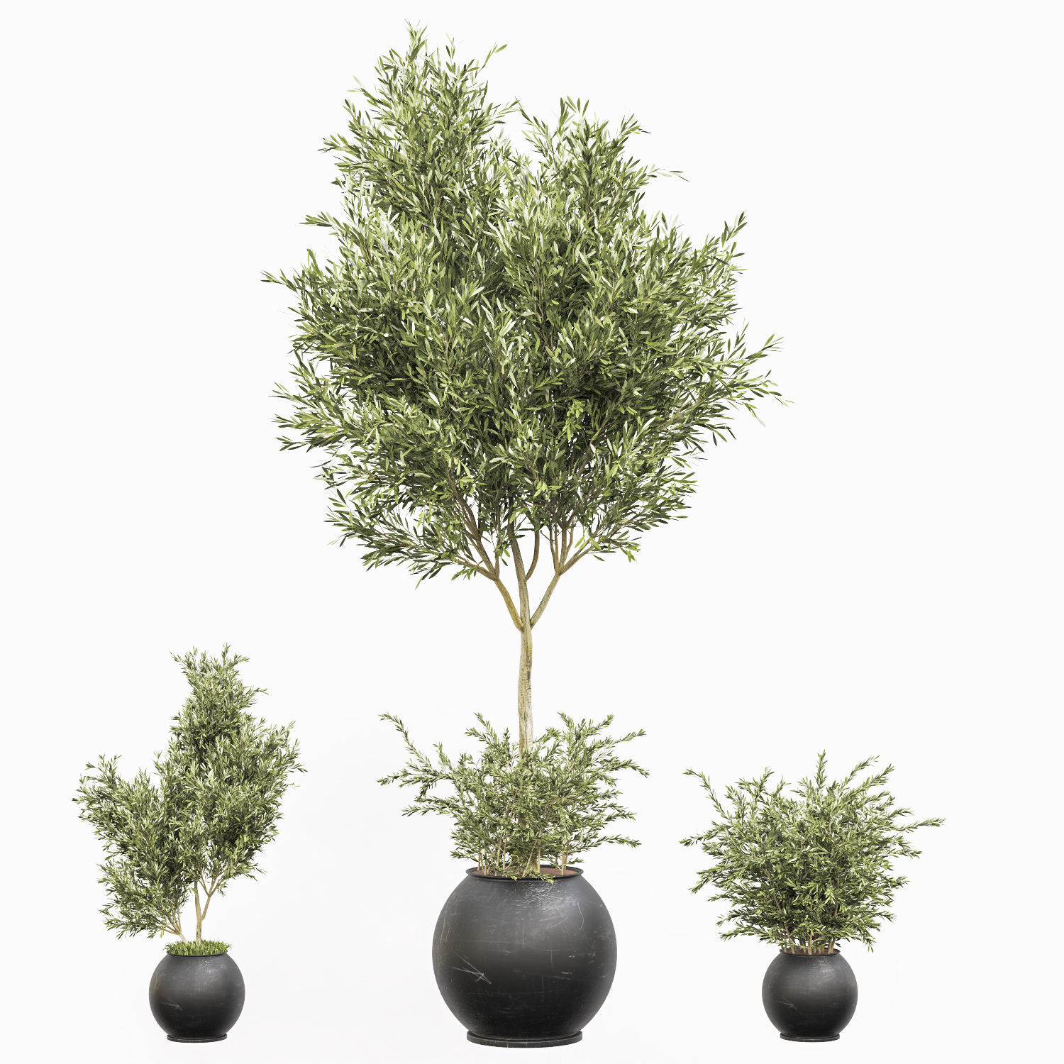Indoor Plant olive Set 02 3D model | CGTrader