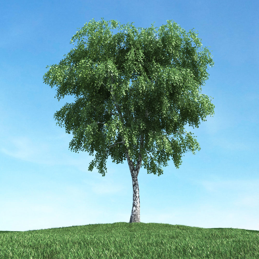 Archmodels vol 117 - Realistic Tree Collection 3D model | CGTrader